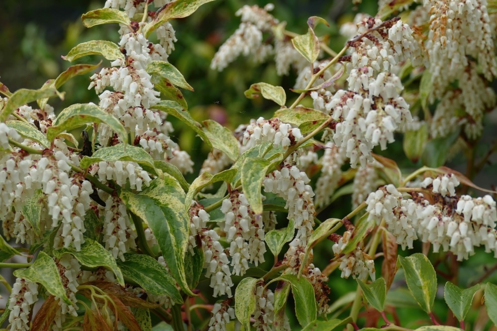Alles over de betoverende Leucothoe - Nimita - Uw groen expert